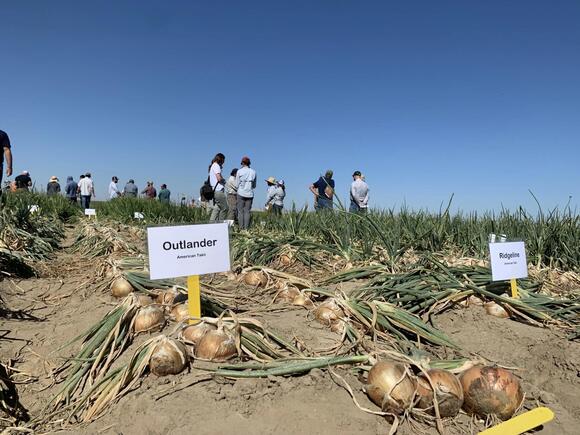 WSU To Hold Onion Field Day This Week - NewsBreak