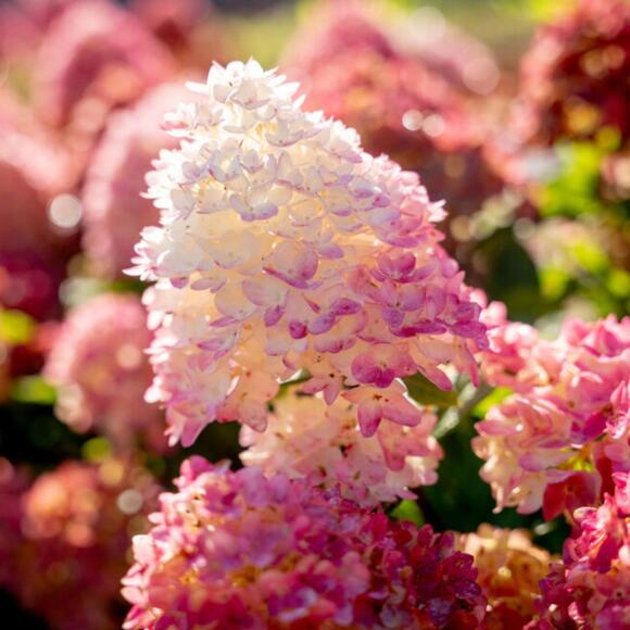 3 Hot New Hydrangeas Set to Add Serious Color to Your Garden in 2026 ...