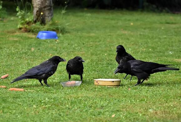 Why Crows Sometimes Leave “Gifts” for Certain Humans - NewsBreak
