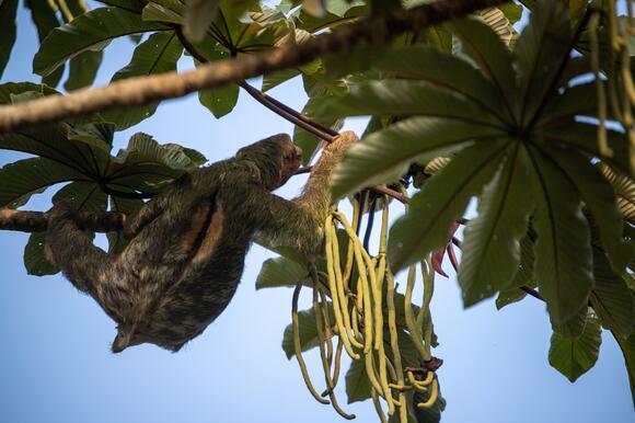 Sloths Don’t Sleep That Much — They’re Just Slow All the Time - NewsBreak