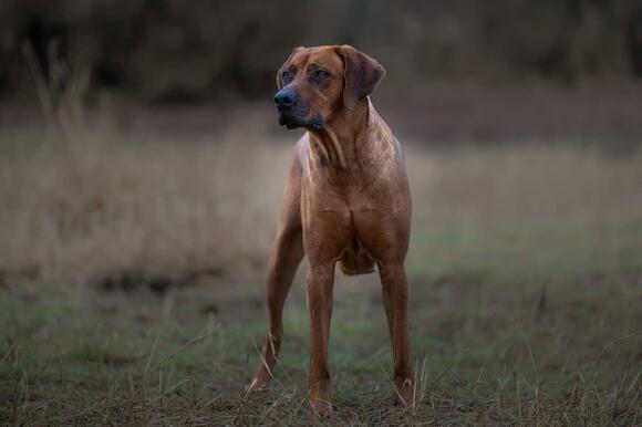 Rhodesian Ridgeback: Growth Chart, Milestones, and Training Tips ...