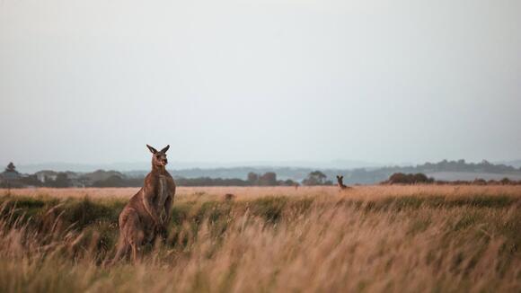 Kangaroo Reproduction: How the Female Controls the Timing of Birth ...