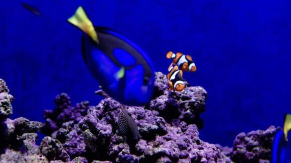What Kind of Fish Is Dory? Real Species Explained - NewsBreak