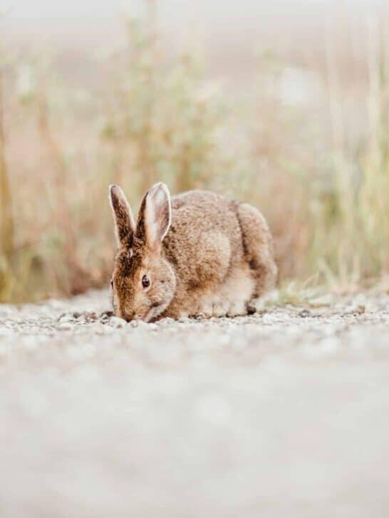 The Arctic Hare – A Fascinating Creature of the Frozen North - NewsBreak