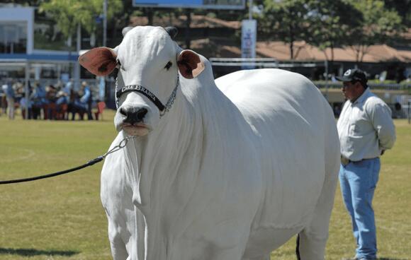 Most Expensive Cow sold for $4,000,000 - NewsBreak