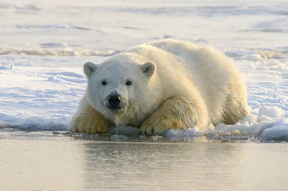 10 Animals That Can Survive in the Harshest Conditions on Earth - NewsBreak