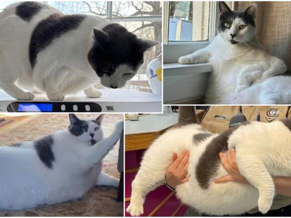 'Steamroller' Patches, formerly 40-pound fat cat, nears weight loss ...