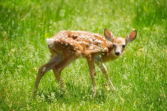 42 Animals That Are Ecosystem Engineers in North America - NewsBreak