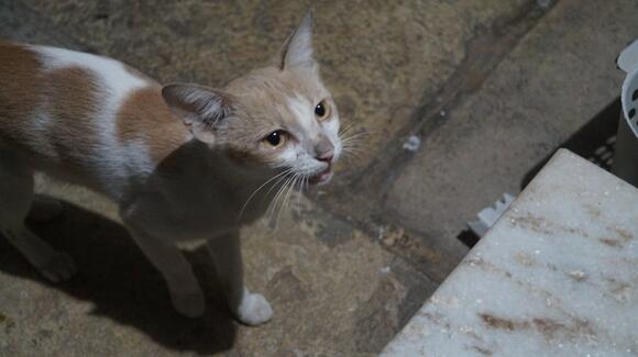 10 Heartbreaking Ways a Cat Says Goodbye Before Crossing the Rainbow ...