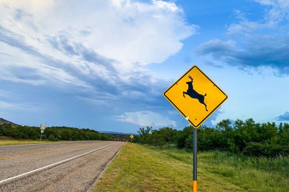 What You Should Do Immediately After Hitting A Deer In Minnesota ...