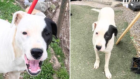 Meet Gus Gingerbread: A Puppy Found "Alone, Scared, & Hungry" Now ...