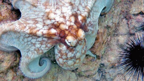 The Puzzle-Solving Power of the Cuttlefish (and Its Color-Changing Brain) - NewsBreak