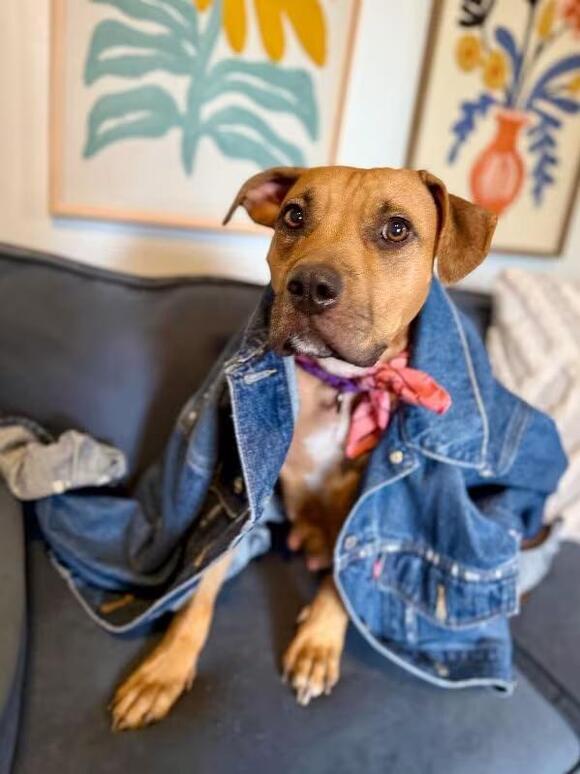 🐶 Playful, Gentle & Loyal Dogs Ready for Adoption in Portland - NewsBreak