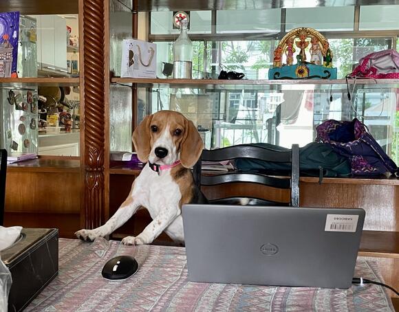 AI Beats Humans at Picking Future Service Dogs - NewsBreak