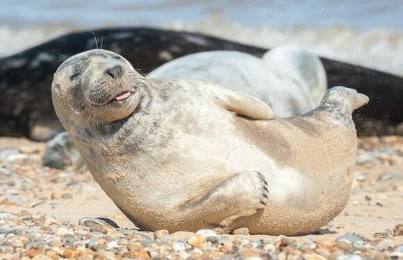 Is This Really How a Seal Sounds? - NewsBreak