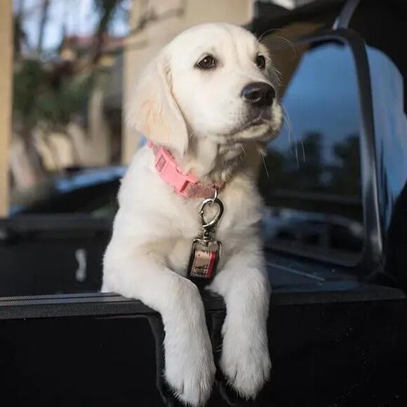 Psychology Says Dogs Recognize the Sound of Their Owner’s Car and Begin ...