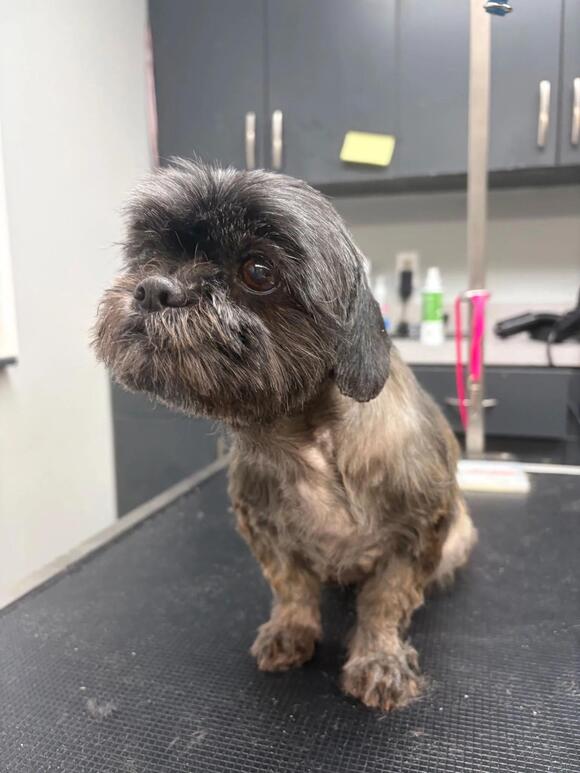 Why NJ Dog Barbers Is A Haven For Neglected Animals - NewsBreak