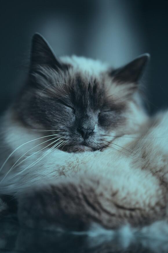 6 Cat Breeds That Rarely Show Aggression - NewsBreak