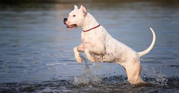 The Cane Corso VS The Dogo Argentino - NewsBreak