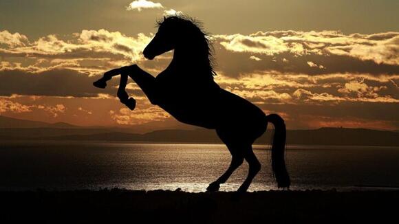 Why Every Person Has a “Shadow Animal” That Reflects Their Fears ...