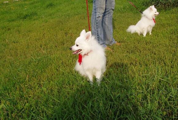 10 Little-Known Truths About The Volpino Italiano - NewsBreak