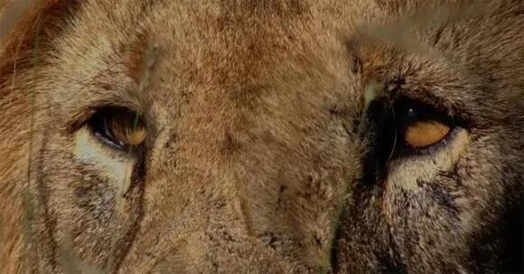 Apple's ‘Shot on iPhone' Scores Cannes Grand Prix for Creative ...