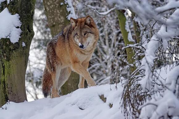 Yellowstone’s Wolves Are Changing Rivers – Here’s the Science Behind ...