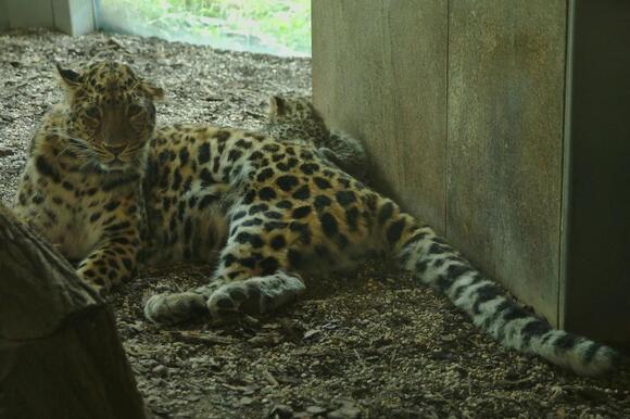 In the Eyes of a Leopard — What Their Gaze Reveals About the Wild ...