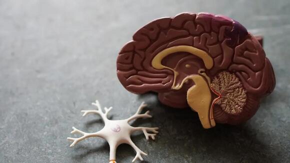 The Second Brain: Inside the Independent Nervous System Running Your ...