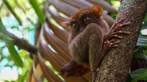 Tarsiers: The Tiny Primates with Giant Eyes - NewsBreak