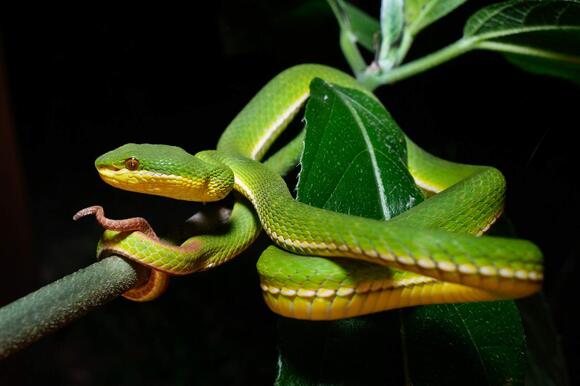 The Real-Life Animal Behaviors That Inspired Kung Fu Panda - NewsBreak
