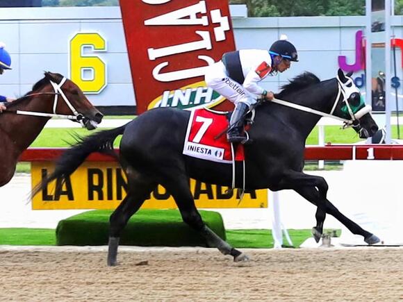 10 Thoroughbred Horse Traits That Demand a High-Energy Rider - NewsBreak
