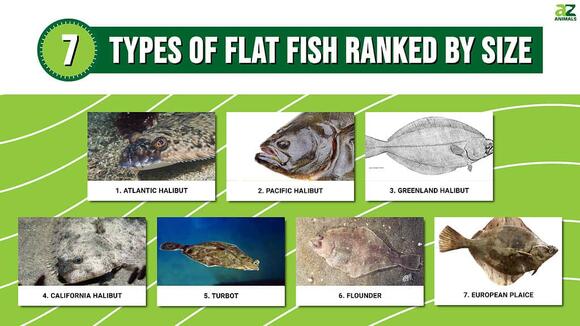 7 Types of Flat Fish Ranked by Size - NewsBreak