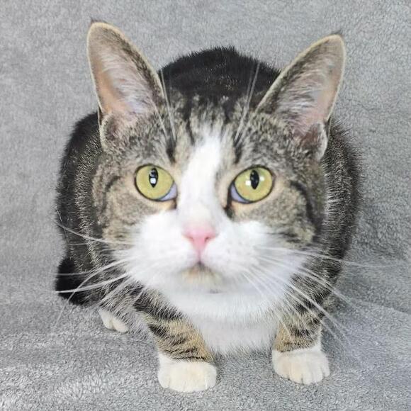 🐱 Playful Kittens & Sweet Cats Ready for Adoption in Staten Island ...