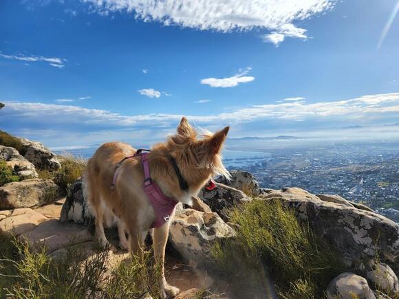 Why Dogs in Colorado Are More Likely to Face Altitude Issues - NewsBreak