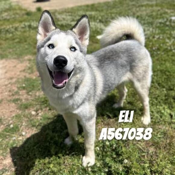 🐶 Playful, Loyal & Loving Dogs Ready for Adoption in Huntsville - NewsBreak
