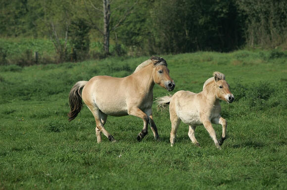 12 Horse Breeds That Thrive in Harsh Weather Conditions - NewsBreak