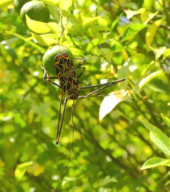 Types of Beetles with Pincers: A Complete Guide to Nature’s Armored ...