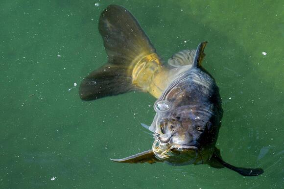 The Invasive Asian Carp’s Impact On US Aquatic Food Chains - NewsBreak