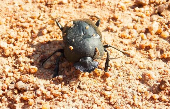 Certain Insects Possess Incredible Strength for Their Size - NewsBreak