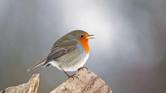 What It Means When You See a Robin on Your Doorstep at Dawn (Old ...