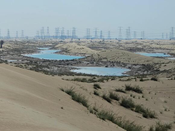 The Desert That Blooms: How Rain Turns Wastelands Into Wildflower ...