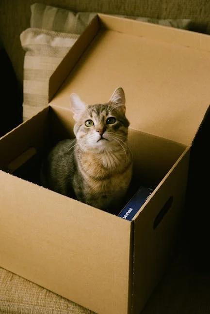 10 Cat Health Trends Pet Owners Are Talking About This Year - NewsBreak