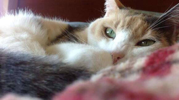 7 Times Your Cat’s Staring Is Actually a Sign of Deep Affection - NewsBreak