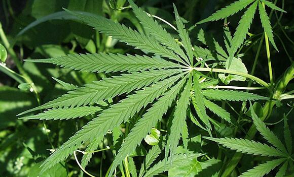 Signatures submitted for Idaho initiative that would legalize the use ...