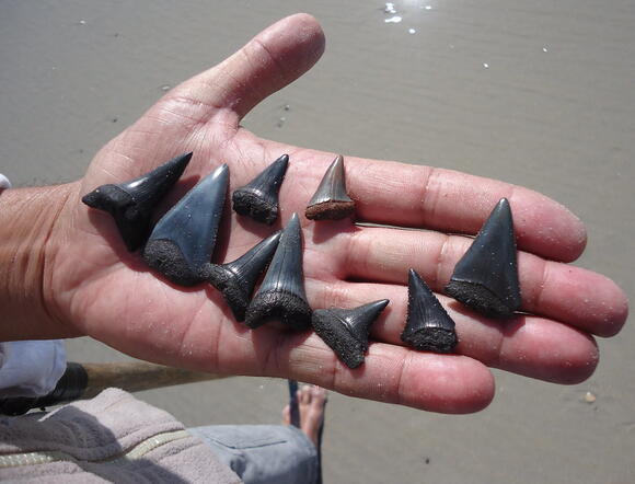 Fossilized Fins: What Ancient Shark Teeth Reveal About Prehistoric ...