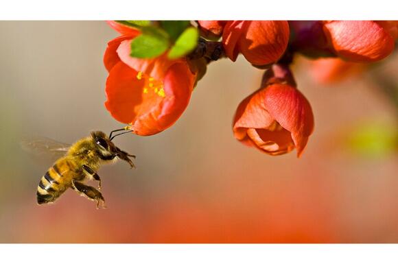 How Lab-Grown Habitats Mimic Nature for Research - NewsBreak