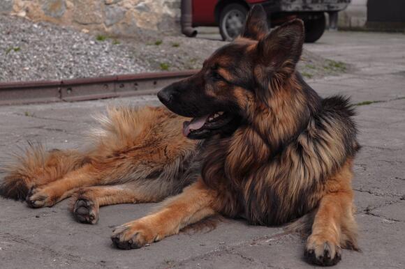 7 Dog Breeds Most Likely To Trigger Allergies, According To Vets ...