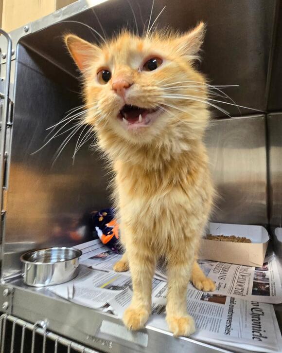 Adopt Twiggy the cat at North Bay Animal Services - NewsBreak