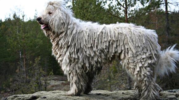 10 Dog Breeds That Can Stand Up to a Mountain Lion (and Which Shouldn’t ...